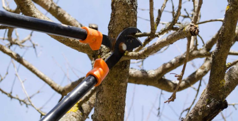 Tree Pruning Tips & Techniques You Should Know About! | Decor Or Design